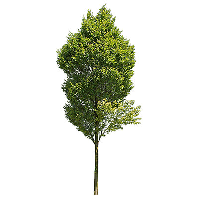 Texture JPEG Tree Trees 3drender