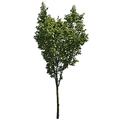 Texture JPEG Tree Trees 3drender