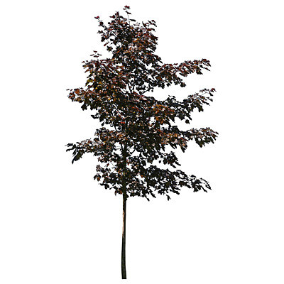 Texture JPEG Tree Trees 3drender