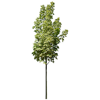 Texture JPEG Tree Trees 3drender