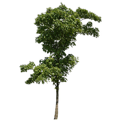 Texture JPEG Tree Trees 3drender