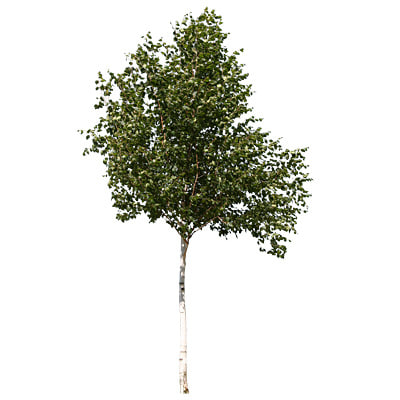 Texture JPEG Tree Trees 3drender