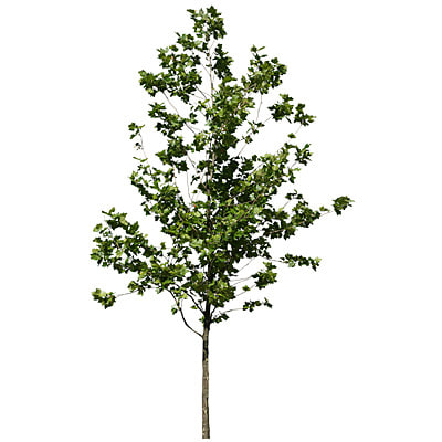 Texture JPEG Tree Trees 3drender
