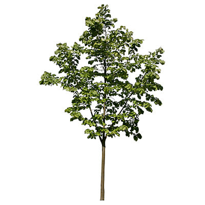 Texture JPEG Tree Trees 3drender