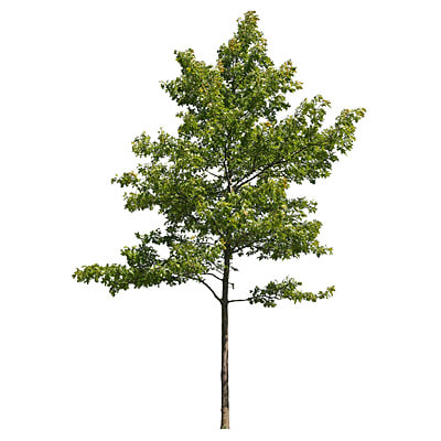 Texture JPEG Tree Trees 3drender