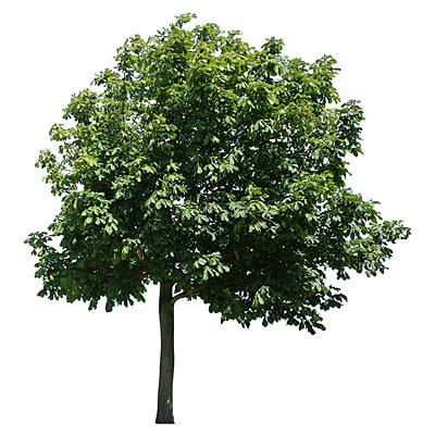 Texture JPEG Tree Trees 3drender