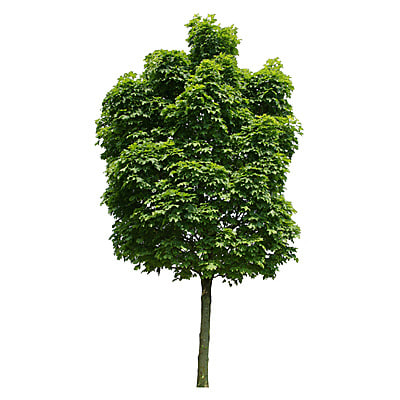Texture JPEG Tree Trees 3drender