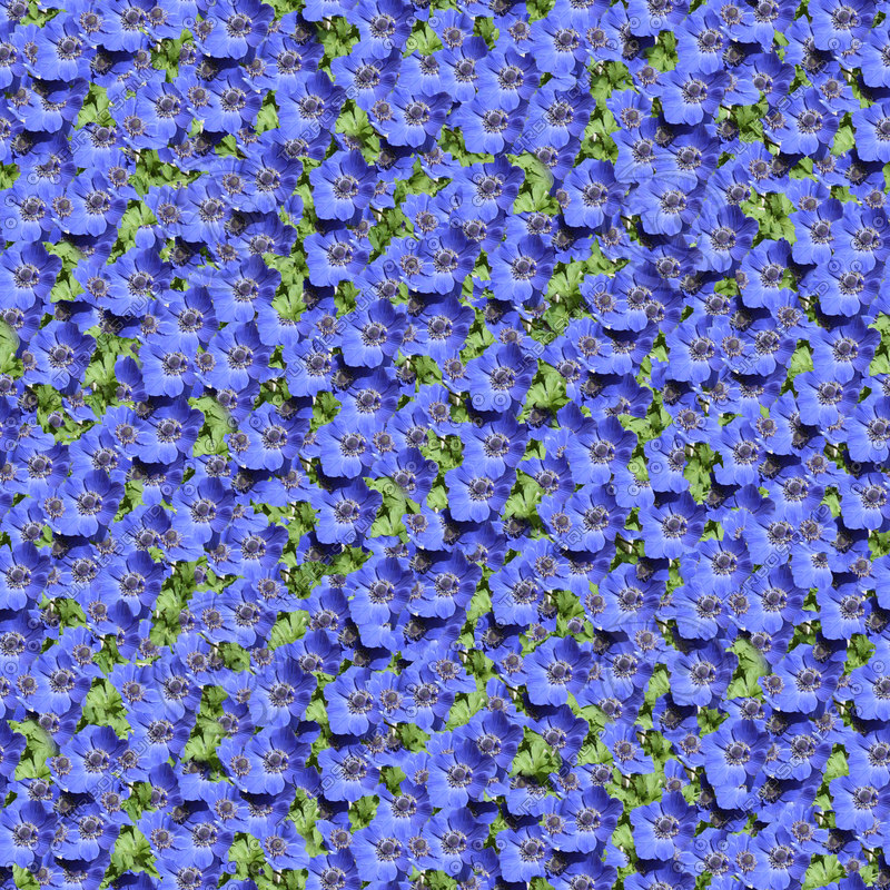 Texture JPEG anemone flower flowers