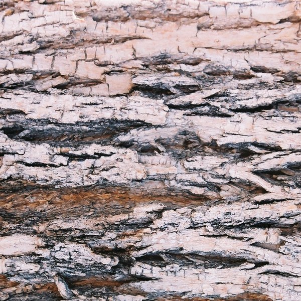 Texture PNG bark a for