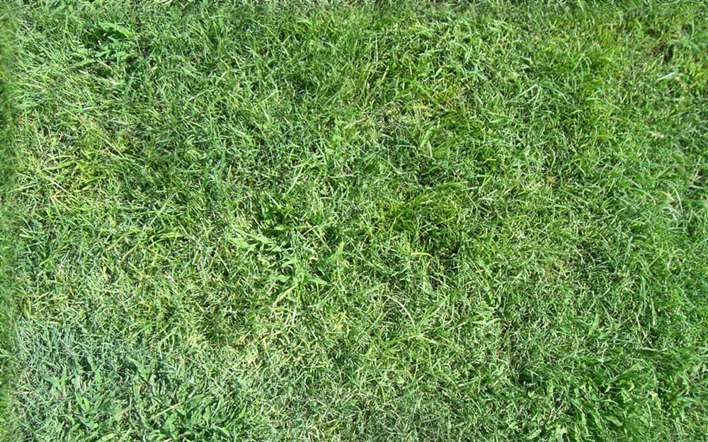 Texture Windows Bitmap grass green