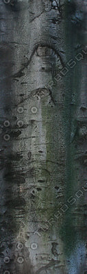 Texture TIFF tree bark forest
