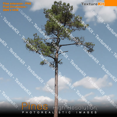 Texture PNG pine pin texturekit