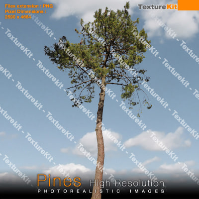 Texture PNG pine pin texturekit