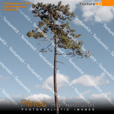 Texture PNG pine pin texturekit