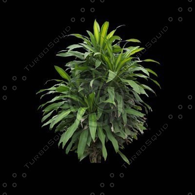 Texture Photoshop tree plant foliage