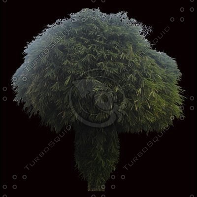 Texture Photoshop tree plant foliage