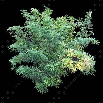 Texture Photoshop tree bush plant