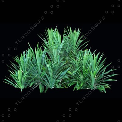 Texture Photoshop tree bush plant