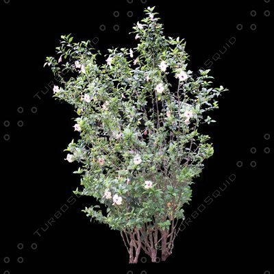 Texture Photoshop tree bush plant