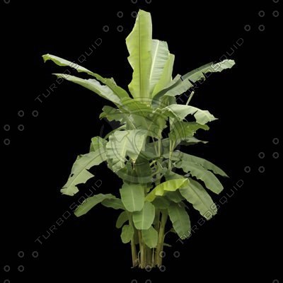 Texture PNG Tree Alpha palm