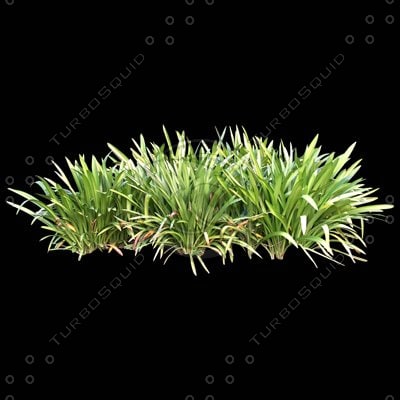 Texture Photoshop tree bush plant