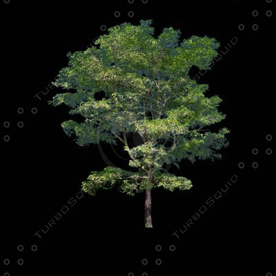 Texture Photoshop tree bush plant