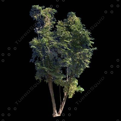 Texture Photoshop tree bush plant