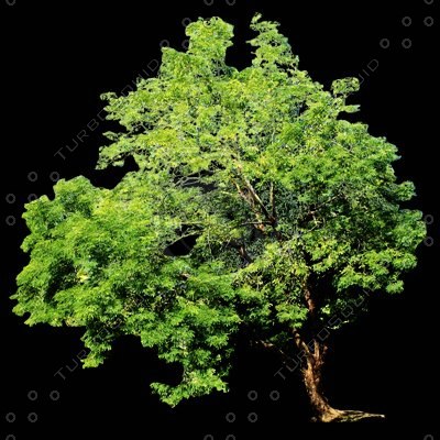 Texture Photoshop tree bush plant