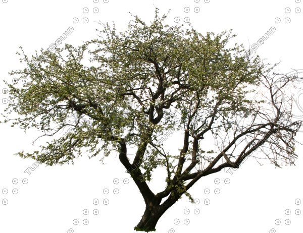 Texture JPEG tree photo transparent