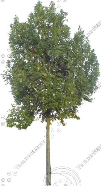 Texture JPEG tree photo transparent