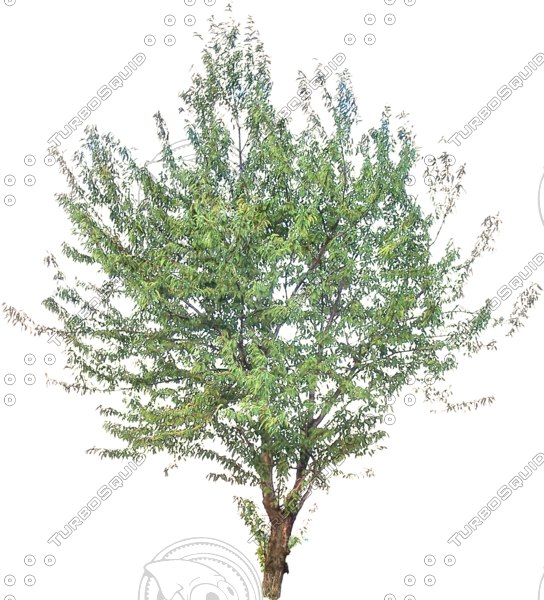 Texture JPEG tree photo transparent