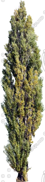 Texture JPEG tree photo transparent