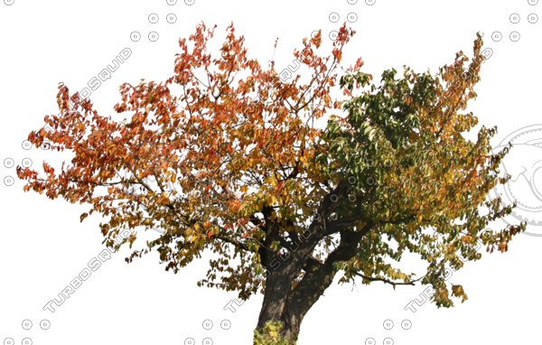 Texture JPEG tree photo transparent