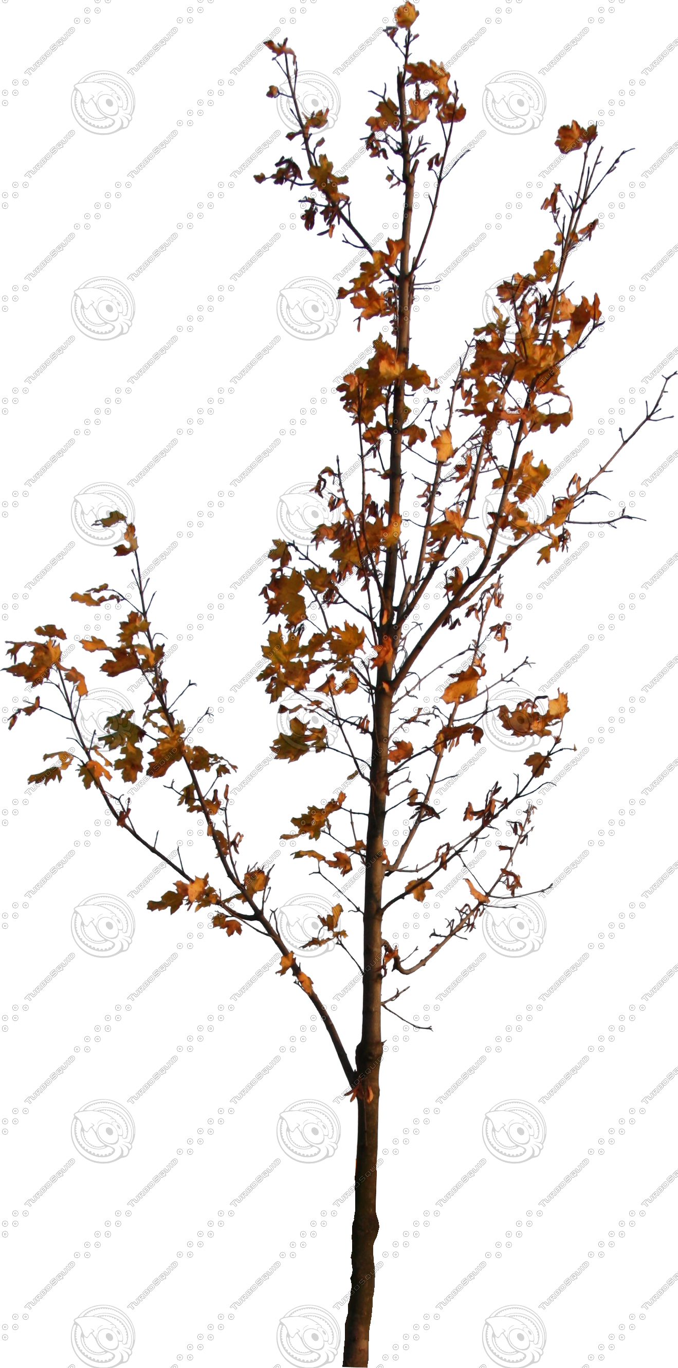 Texture JPEG tree photo transparent