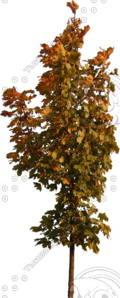 Texture JPEG tree photo transparent