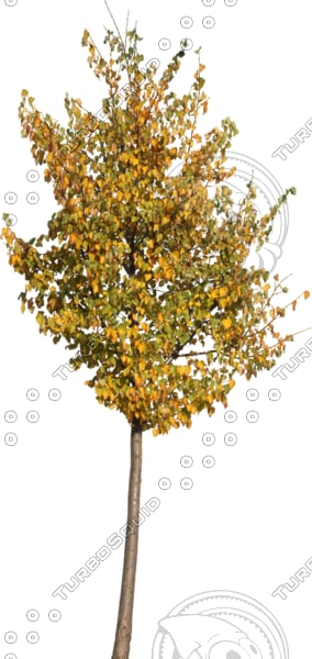 Texture JPEG tree photo transparent