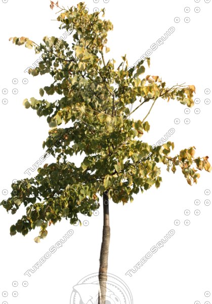 Texture JPEG tree photo transparent