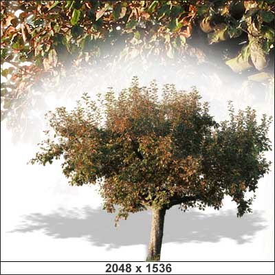 Texture Photoshop autumn tree fall