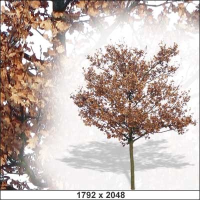 Texture Photoshop autumn tree fall