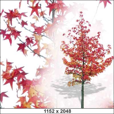 Texture Photoshop autumn tree fall