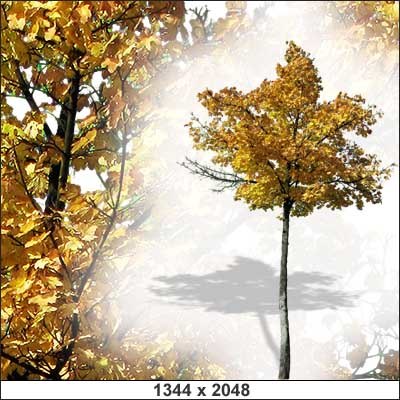 Texture Photoshop autumn tree fall