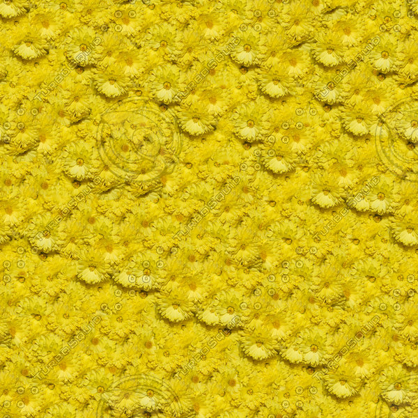 Texture JPEG chrysanthemum yellow flower