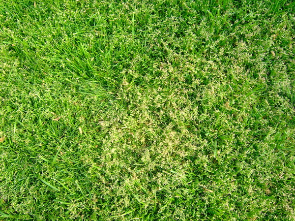 Texture JPEG lawn ground green