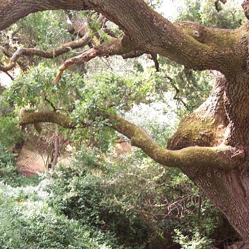 Stock JPEG spooky tree old