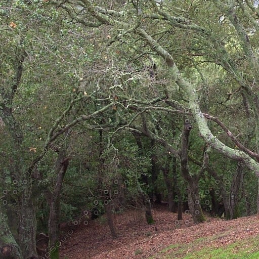 Stock JPEG landscape bush trees