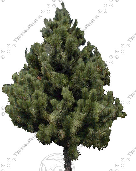 Texture JPEG austrian small pine