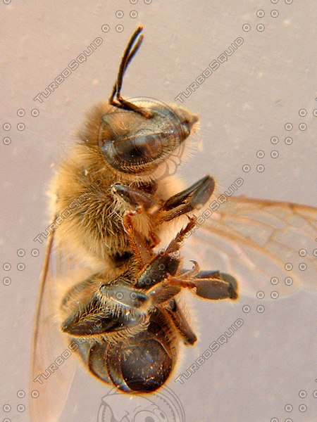 Stock JPEG bee insect bug