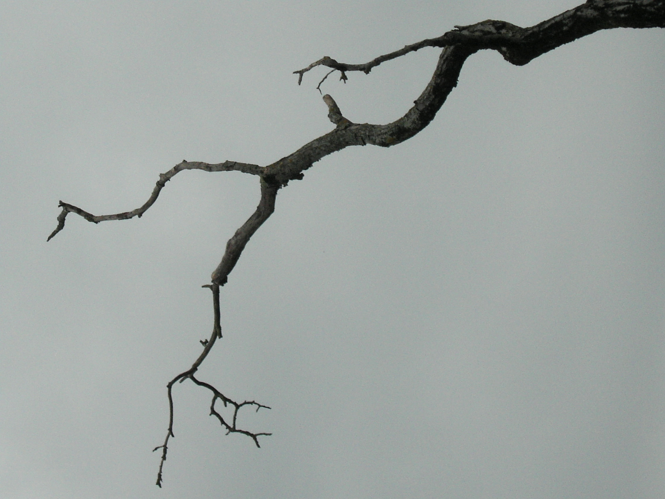 Stock JPEG branch dead sky