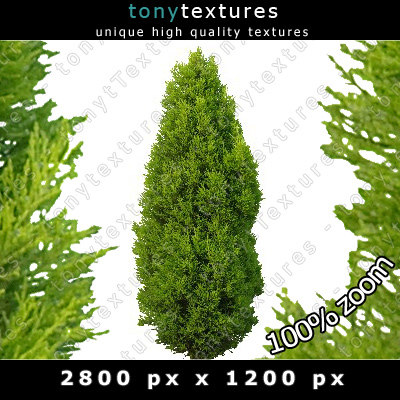 Texture JPEG cutout Cypress Cut