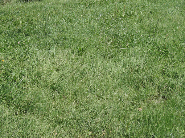 Texture JPEG grass green plants